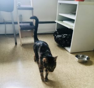 Cat Tail Movement Meaning 8 Secret Communication Signs