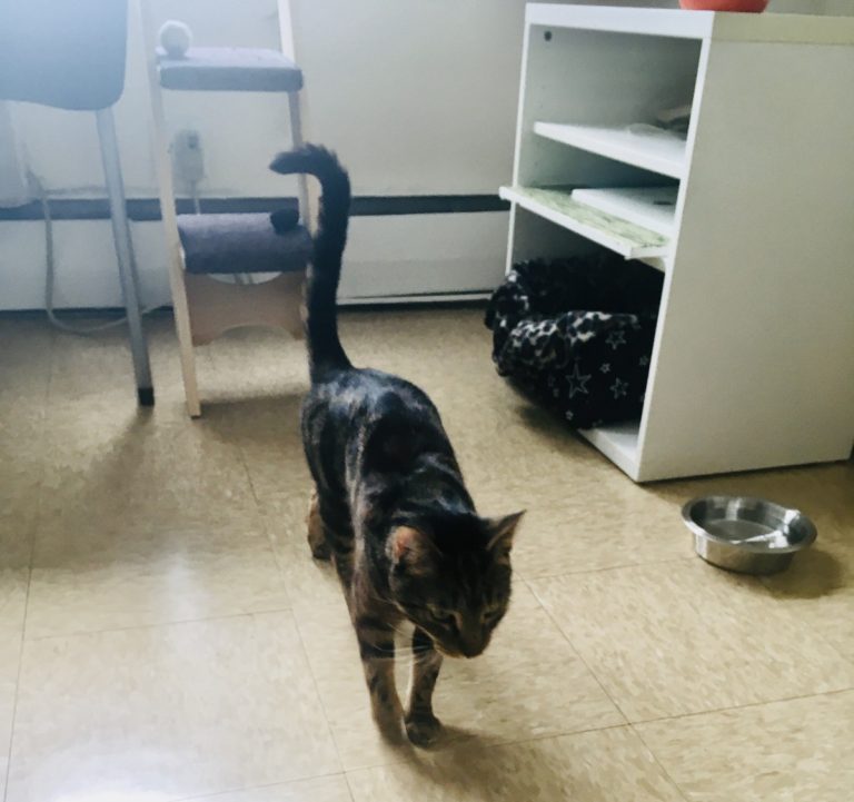 Cat Tail Movement Meaning 8 Secret Communication Signs