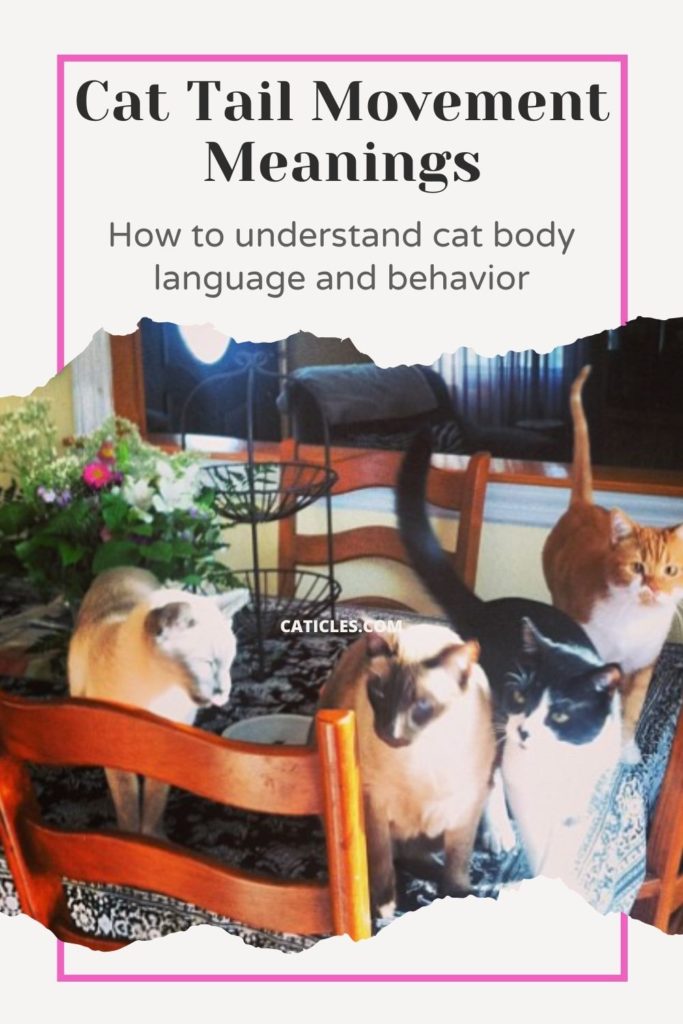 Cat Tail Movement Meaning 8 Secret Communication Signs