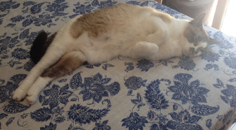 How to Approach a Cat for the First Time - Jess Caticles