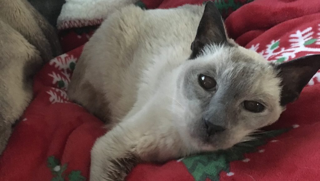 My cat died and I feel guilty, how I process grief - Jess Caticles