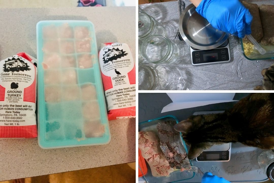 Best raw cat food premix for indoor cats - Jess Caticles