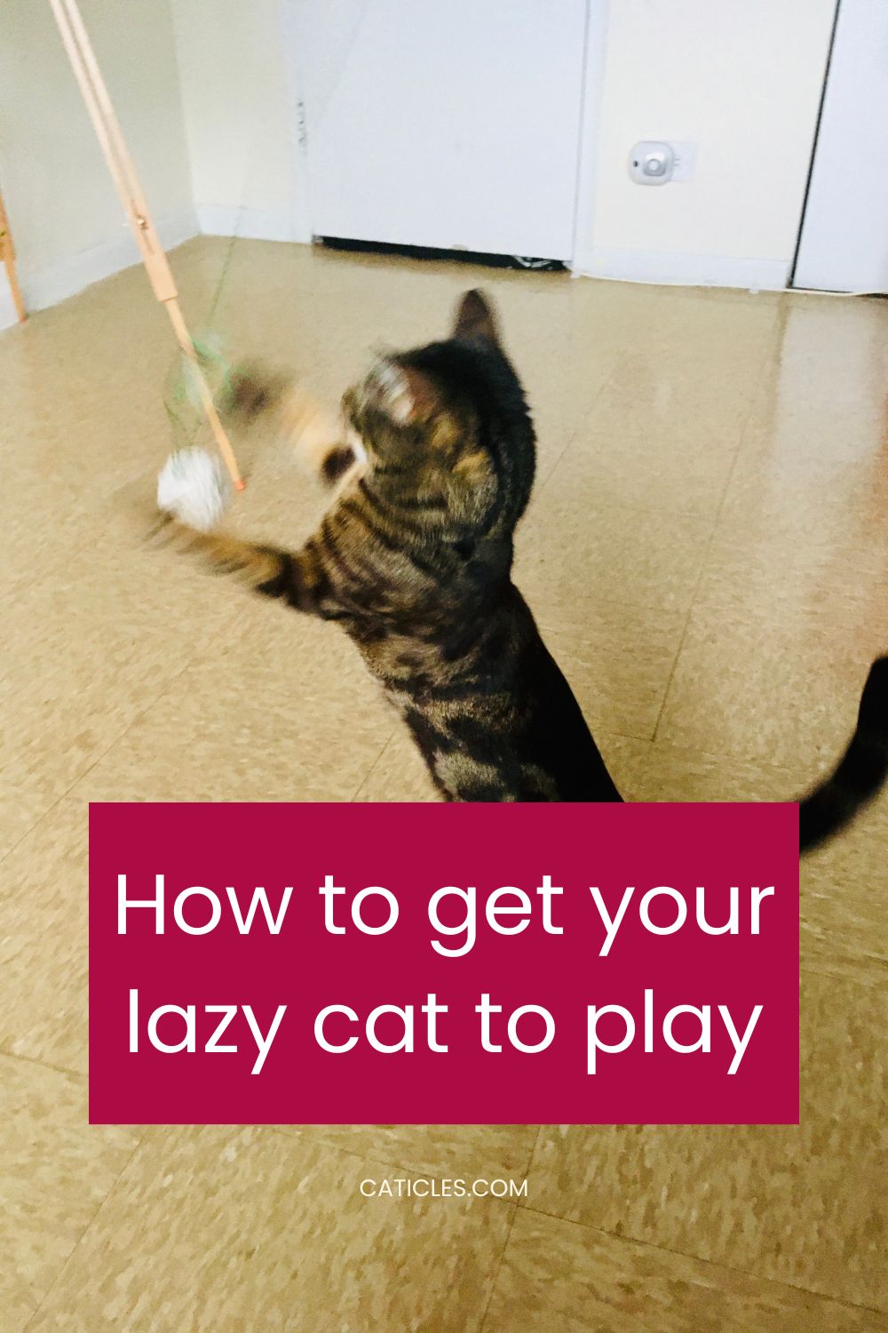 My cat isn't interested in playing! - Jess Caticles