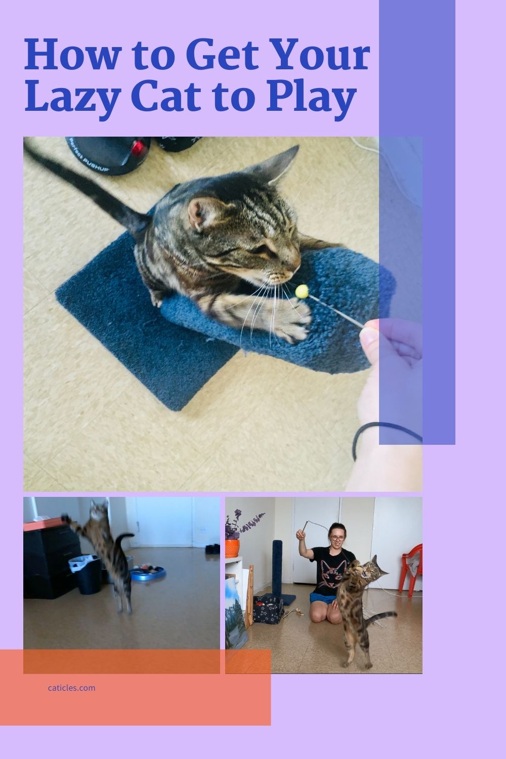 My Cat Isn't Interested in Playing! - Jess Caticles