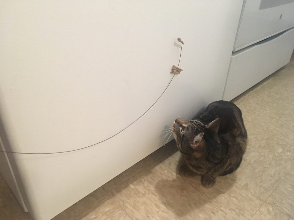 Cat Dancer Toy Review and 10 Ways to Play - Jess Caticles