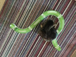 Active Cat Toys: 17 New Ways to Build Your Catit Senses 2.0 Play Circuit