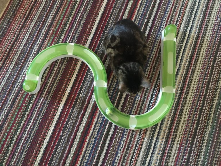 Active Cat Toys: 17 New Ways to Build Your Catit Senses 2.0 Play Circuit