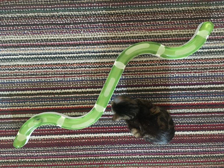 Active Cat Toys: 17 New Ways to Build Your Catit Senses 2.0 Play Circuit