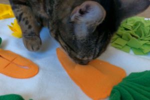 Best Puzzle Rug for Cats Product Reviews - Jess Caticles