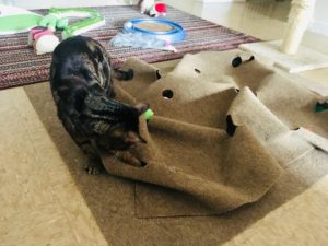 Best Puzzle Rug for Cats Product Reviews - Jess Caticles