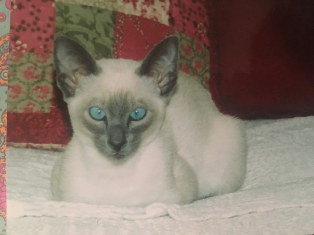 Siamese Cats as Pets My Personal Experience - Jess Caticles
