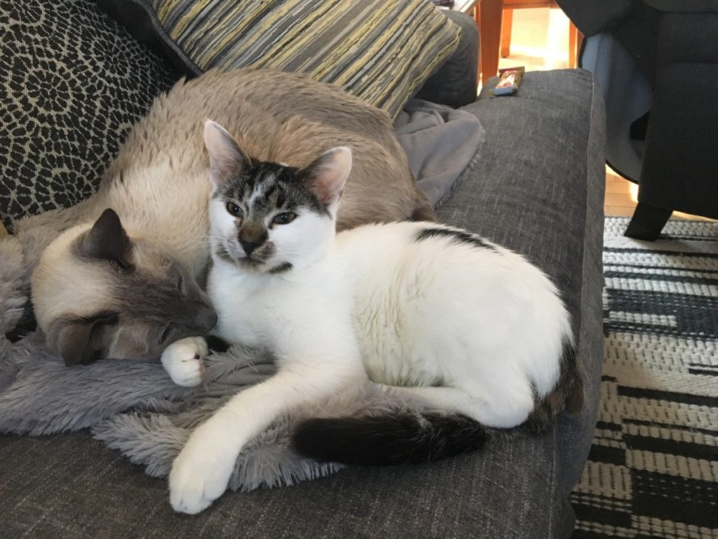 Cat Resource for Indoor Happiness, Healthy Cat Food, and Enrichment