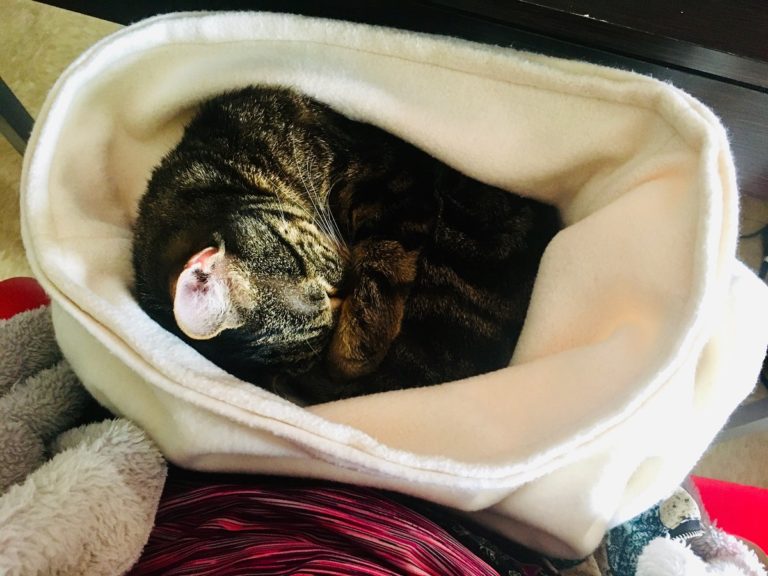 10 things your cat needs to be happy