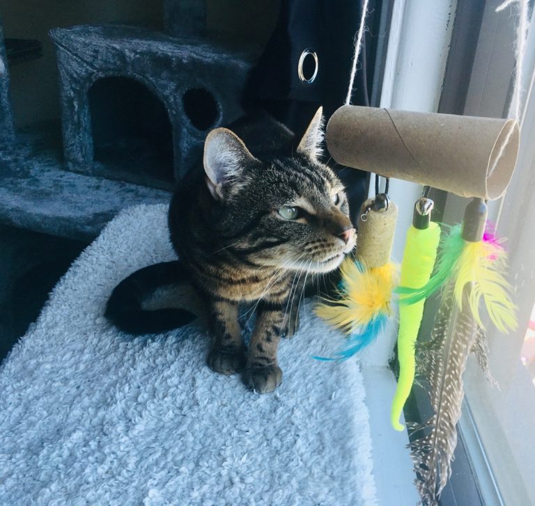 13 DIY toilet paper roll toys you can make for your cat - Jess Caticles