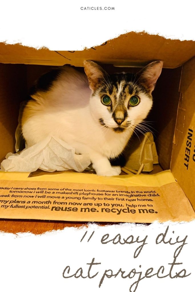 Easy DIY Cat Projects | Cat Toys, Window Perch, Catios, and More - Jess ...