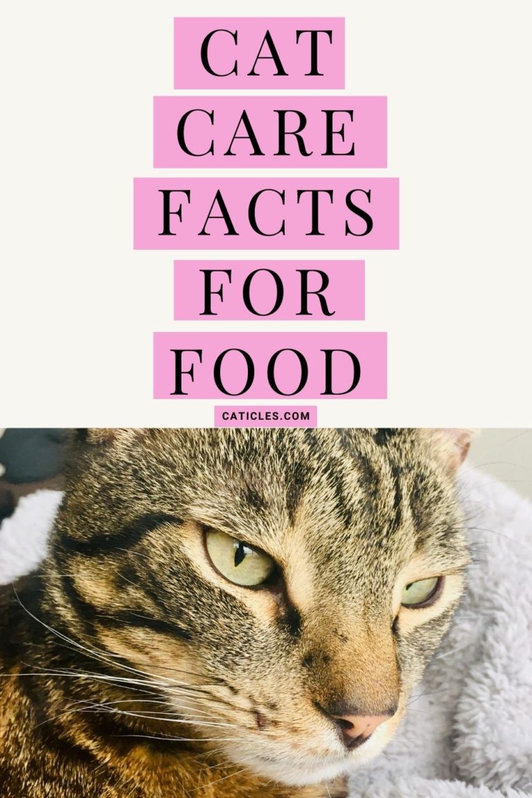 Cat Food Facts 10 Things You Need to Know About Cat Nutrition