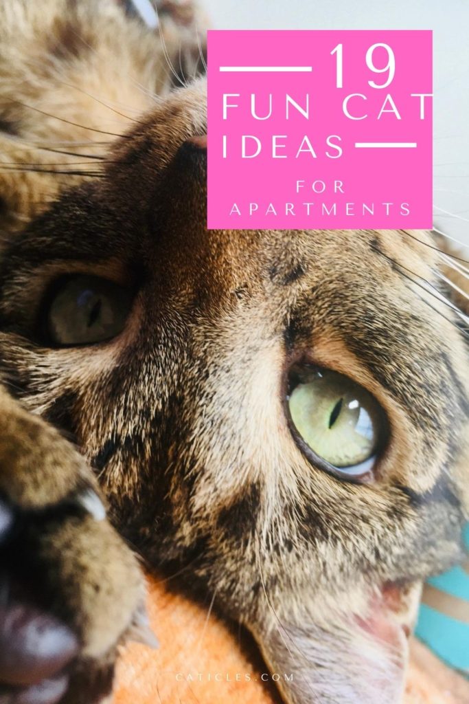 19 Ideas for Cats in Small Apartments - Jess Caticles