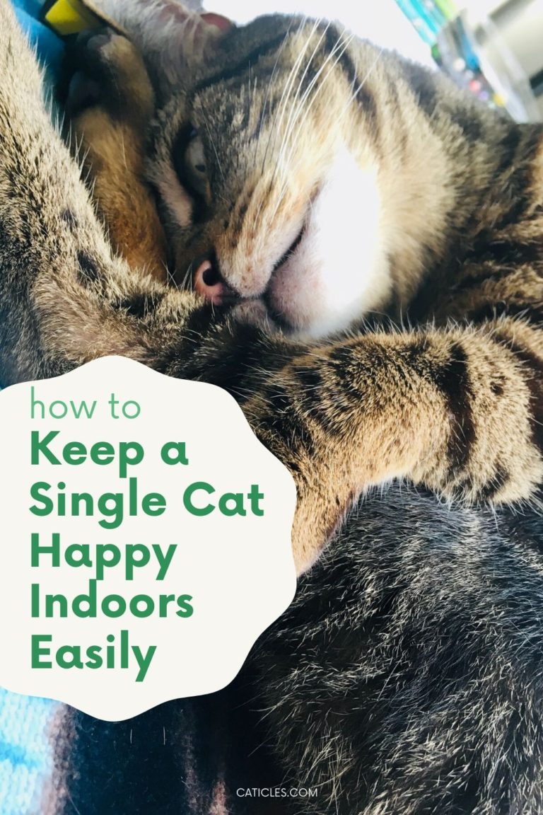 Single cat household tips to make your cat less lonely