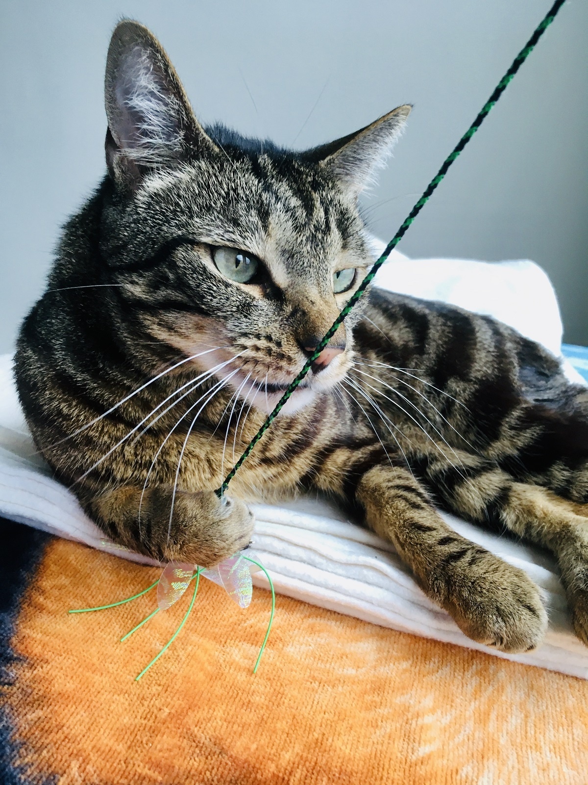 Single cat household tips to make your cat less lonely