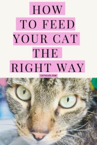 Minimal and aesthetic cat feeding schedule chart - Jess Caticles
