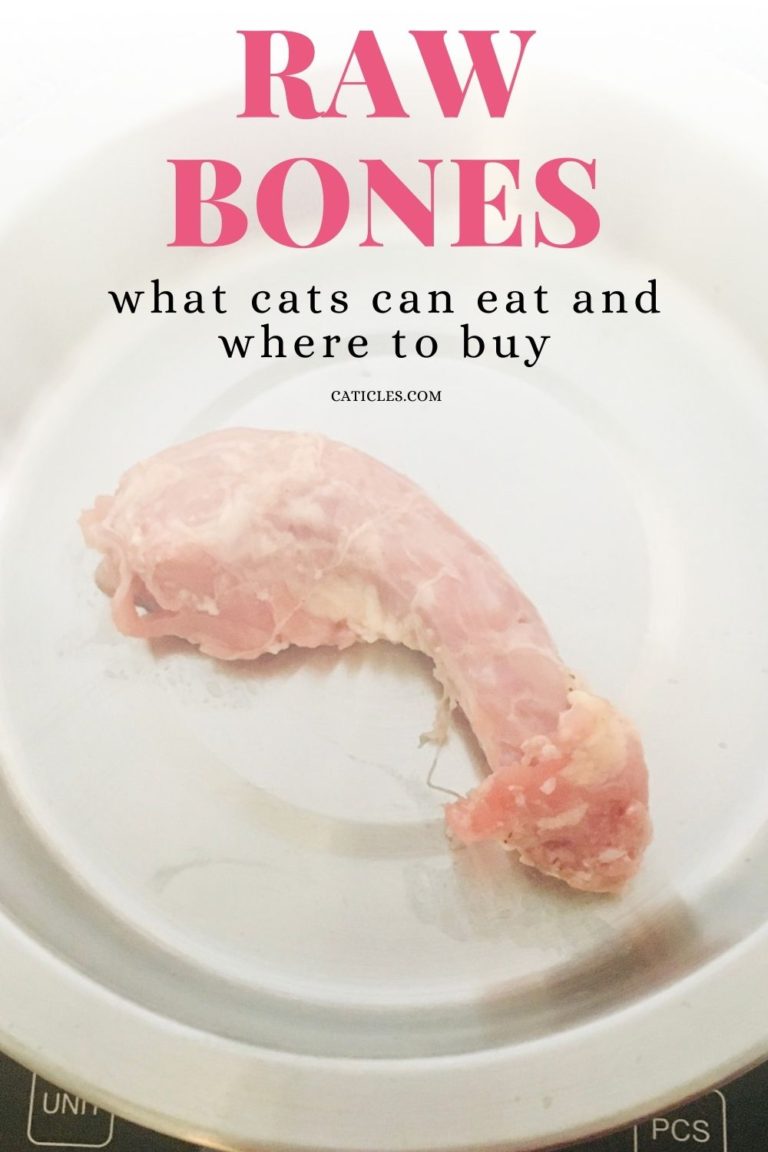 Raw Bones for Cats Dos and Don'ts - Jess Caticles