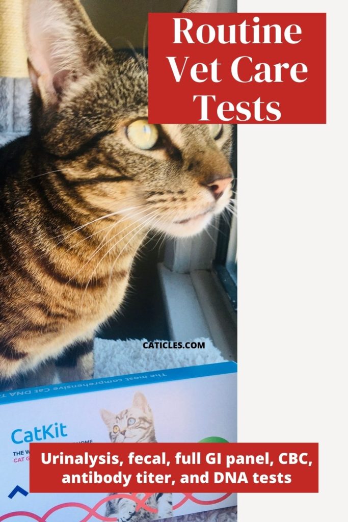 Routine Vet Care for Cats Preventive Tests Bloodwork DNA and more