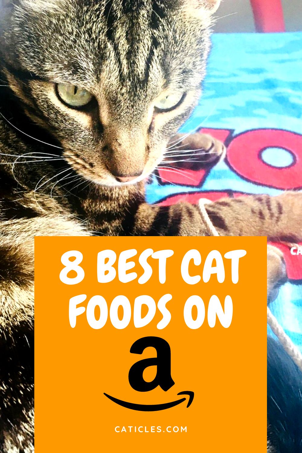 Best Cat Food on Amazon (2025) - Jess Caticles