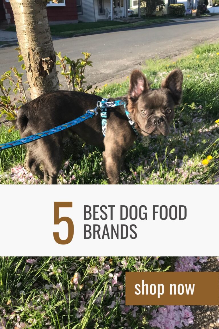 Best Dog Food Brands of 2025 - Jess Caticles
