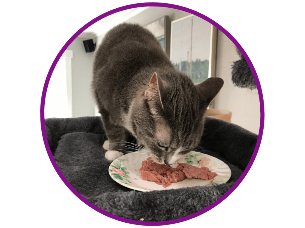 How to switch your cat to raw - Jess Caticles