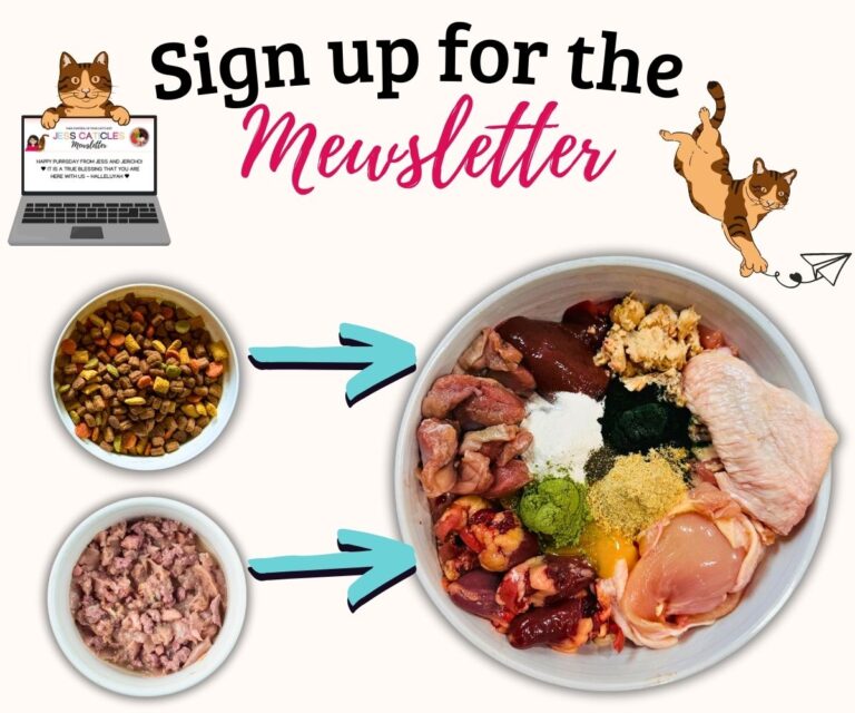 How to make cat food + healthy DIY recipes - Jess Caticles