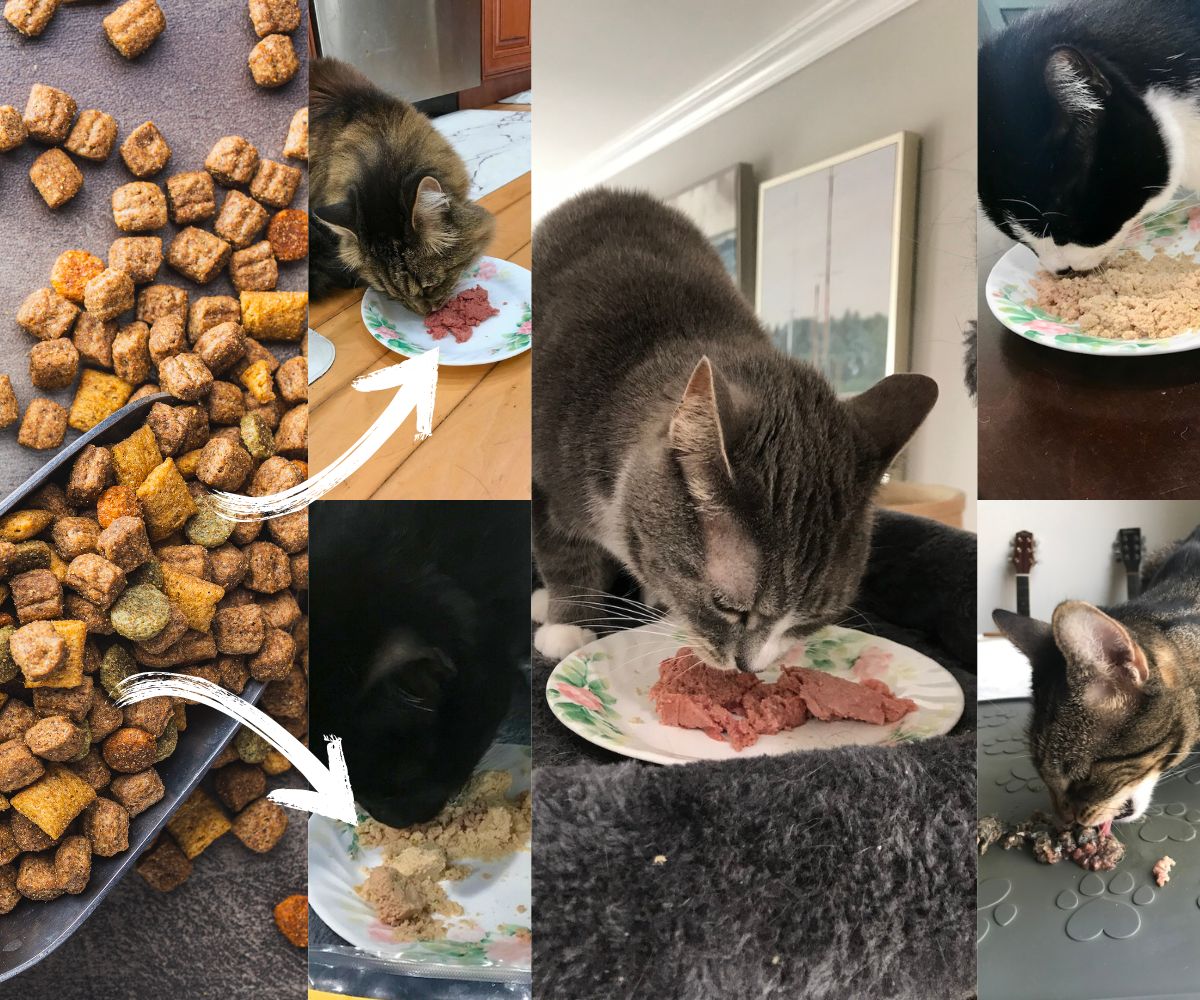 Feed your cat a healthy diet for a long and happy life