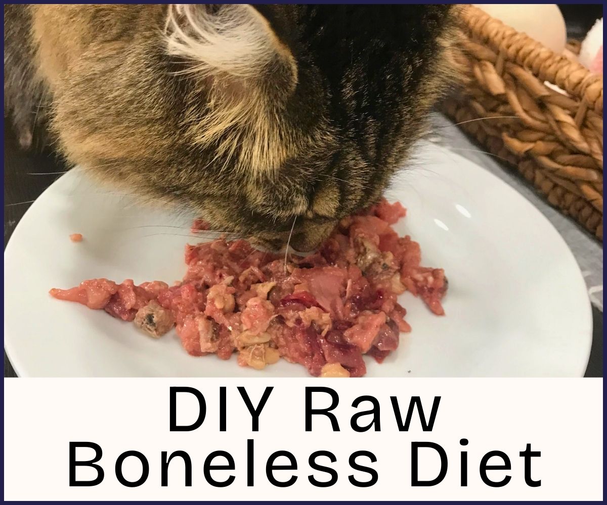 Feed your cat a healthy diet with Jess & Jericho