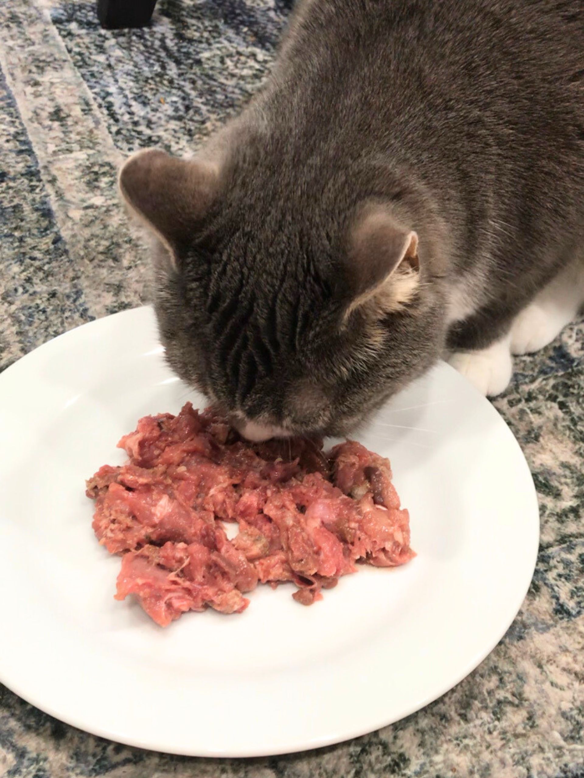 Raw feeding info & recipes for cats