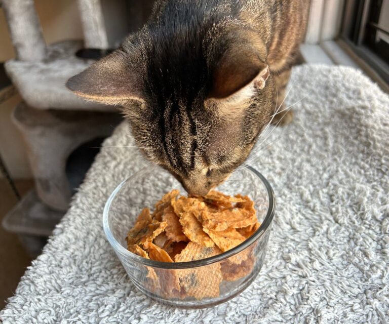 Easy homemade salmon cat treats recipe (no flour) - Jess Caticles